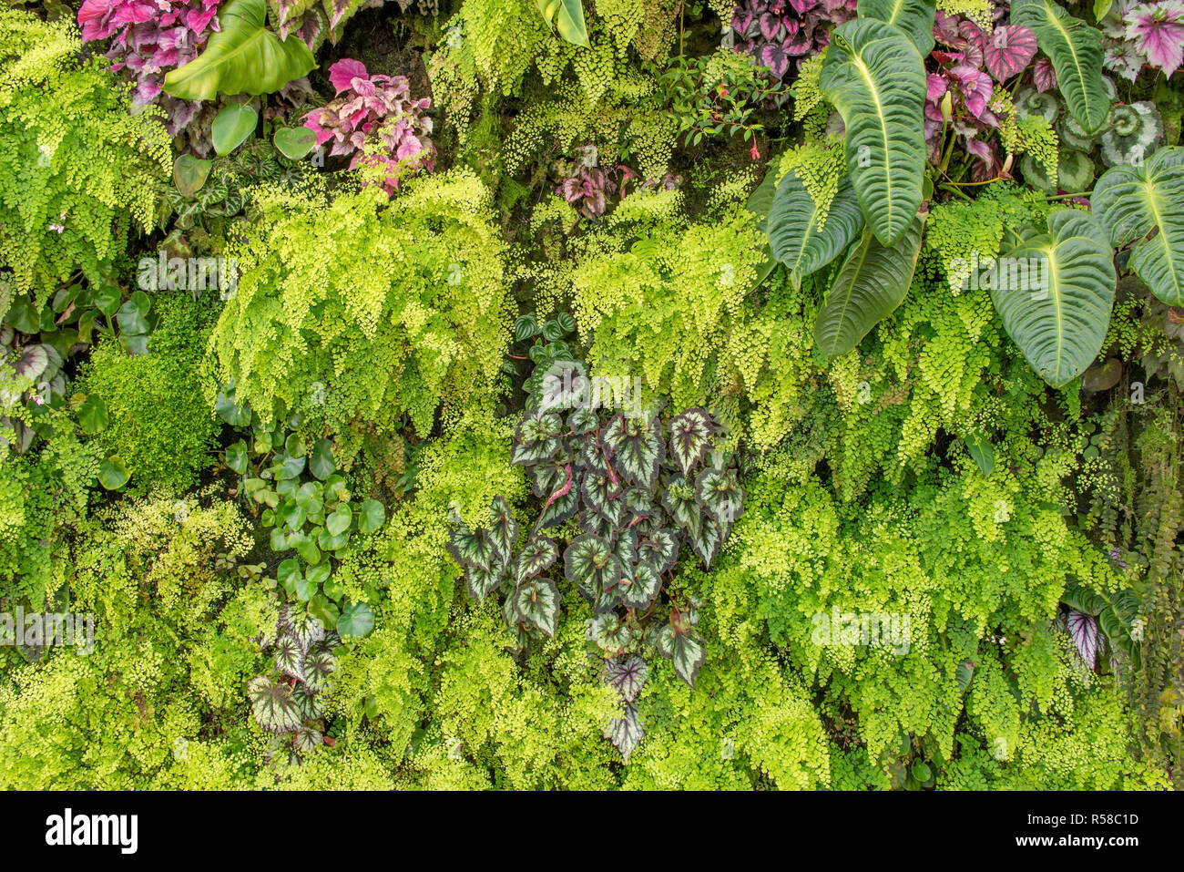 green leaf in agricultural farm for background Stock Photo - Alamy