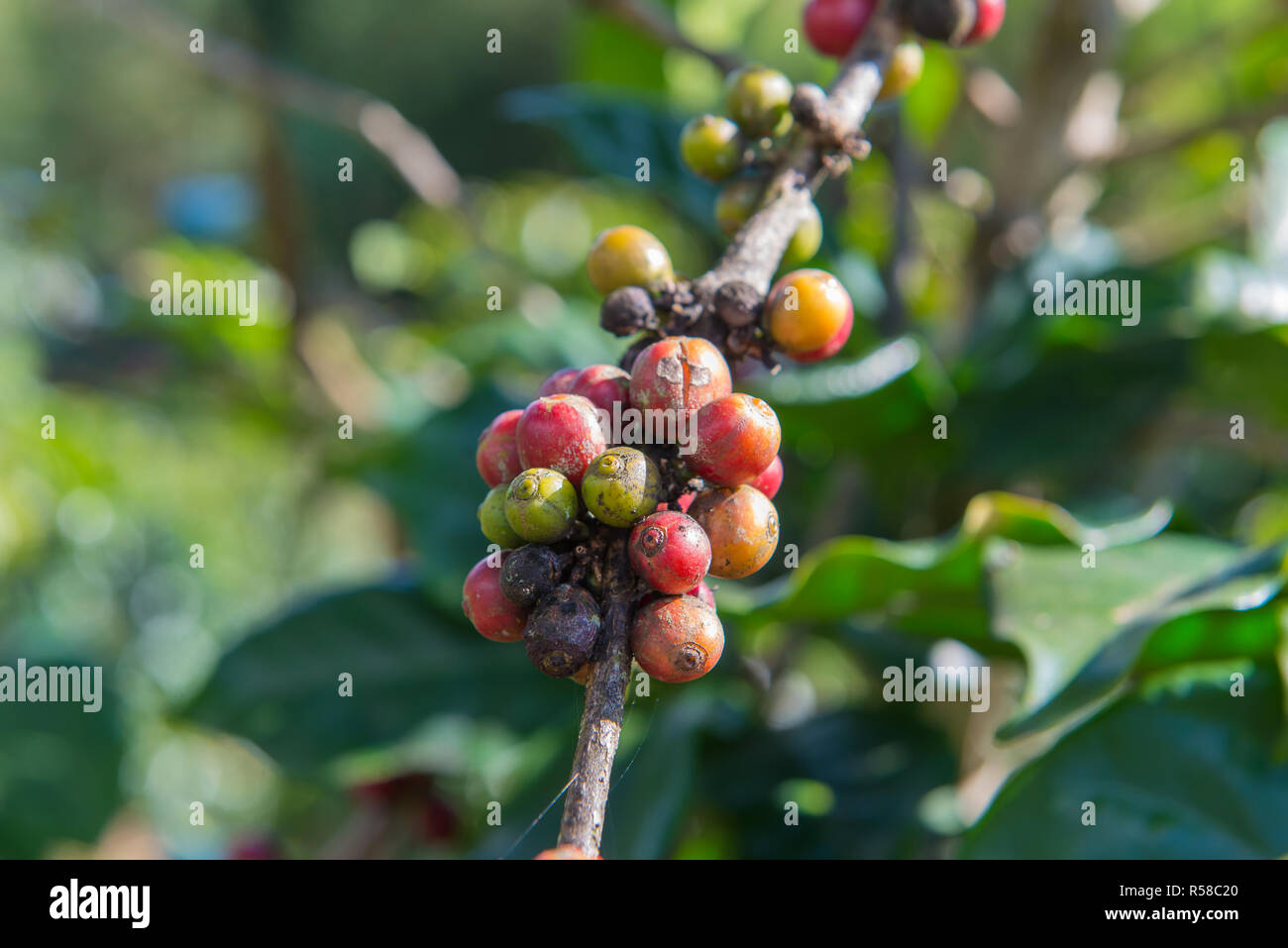 Arabica and Robusta tree in Coffee plantation Stock Photo - Alamy