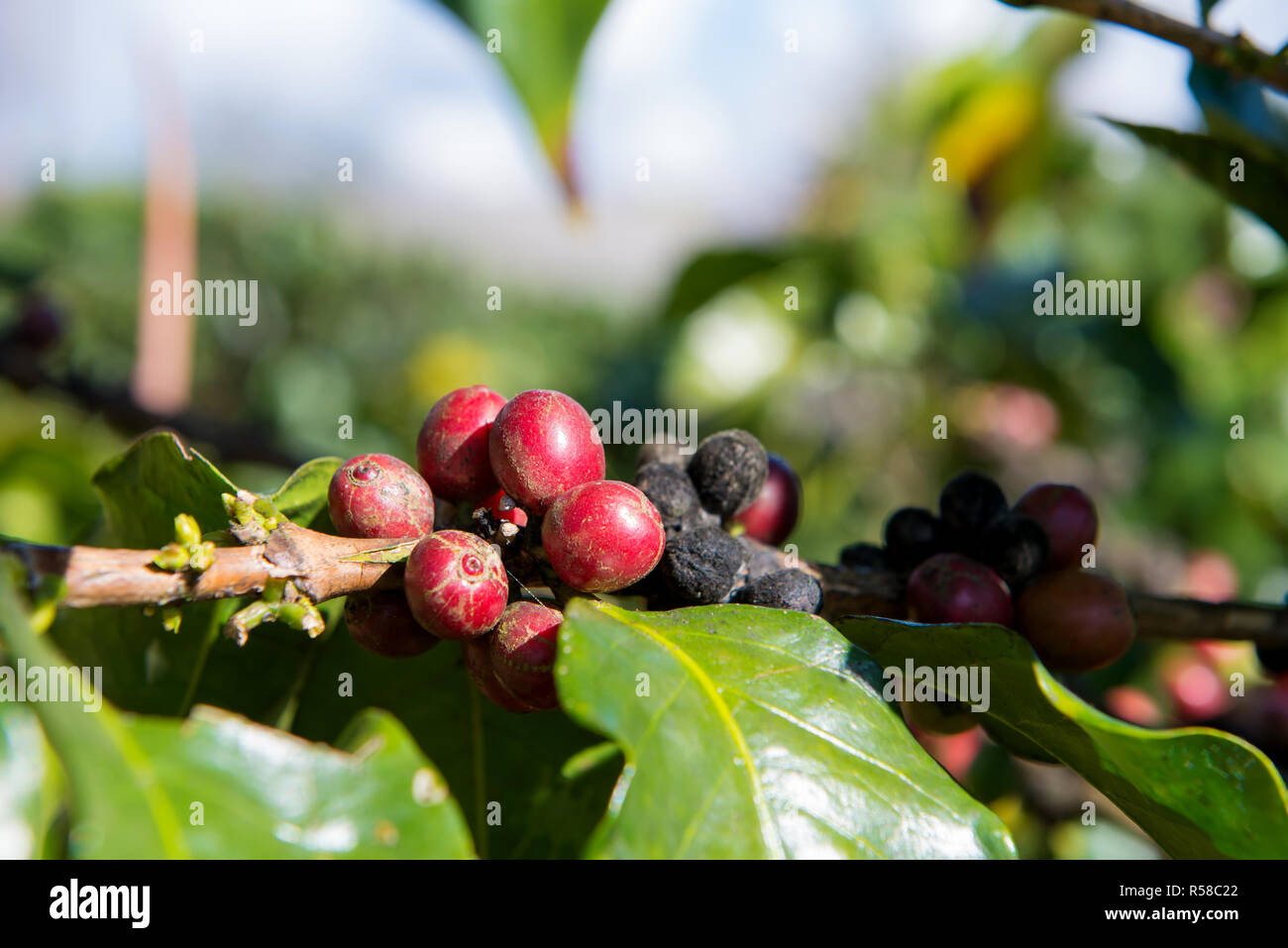 Arabica and Robusta tree in Coffee plantation Stock Photo - Alamy