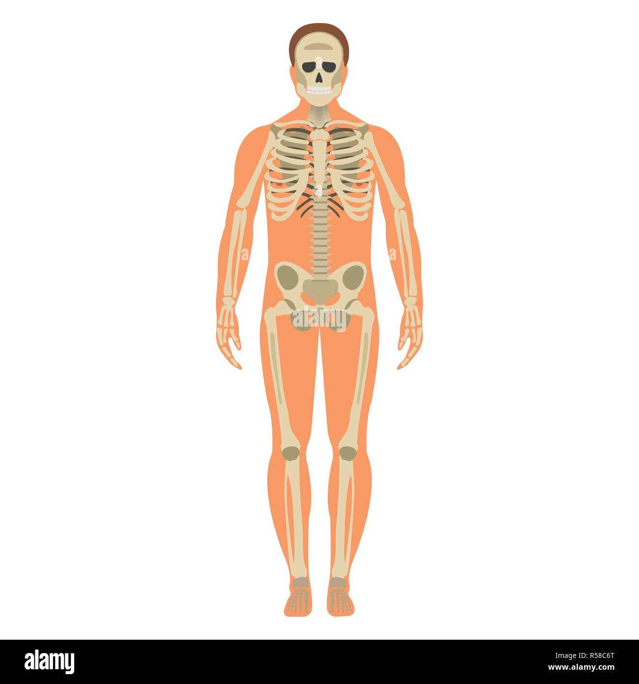 Skeleton wuth Body icon. Human Skeleton front side Silhouette. Isolated ...