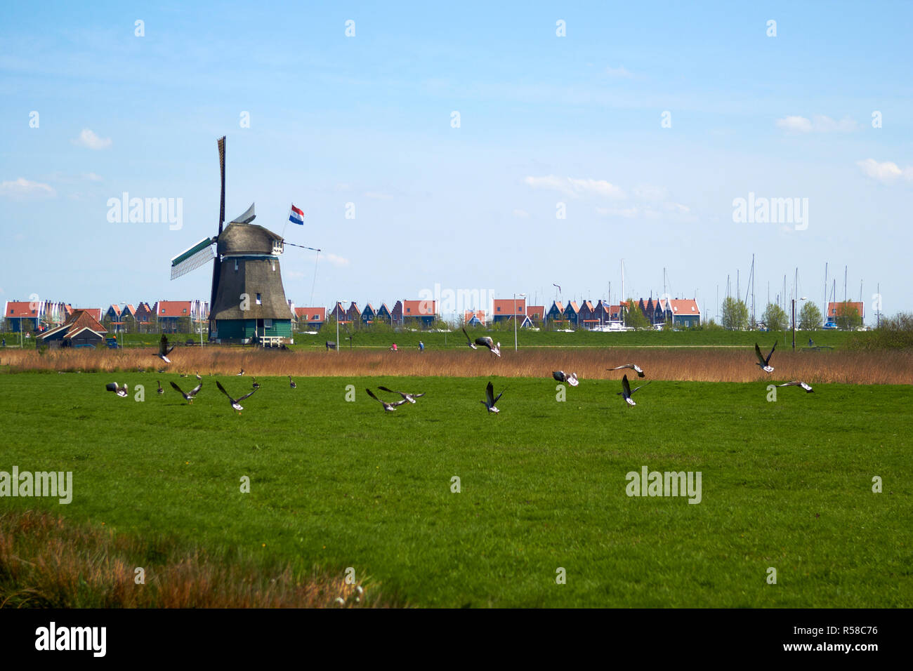 Migration of geese flying over a meadow with Dutch wimdmill Stock Photo ...