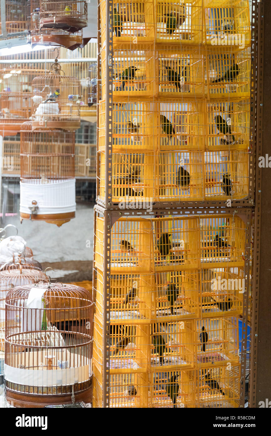 Yellow Cages For Birds Stock Photo - Alamy