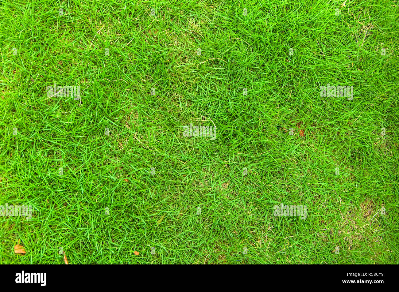 Green grass texture seamless repeat hi-res stock photography and images ...