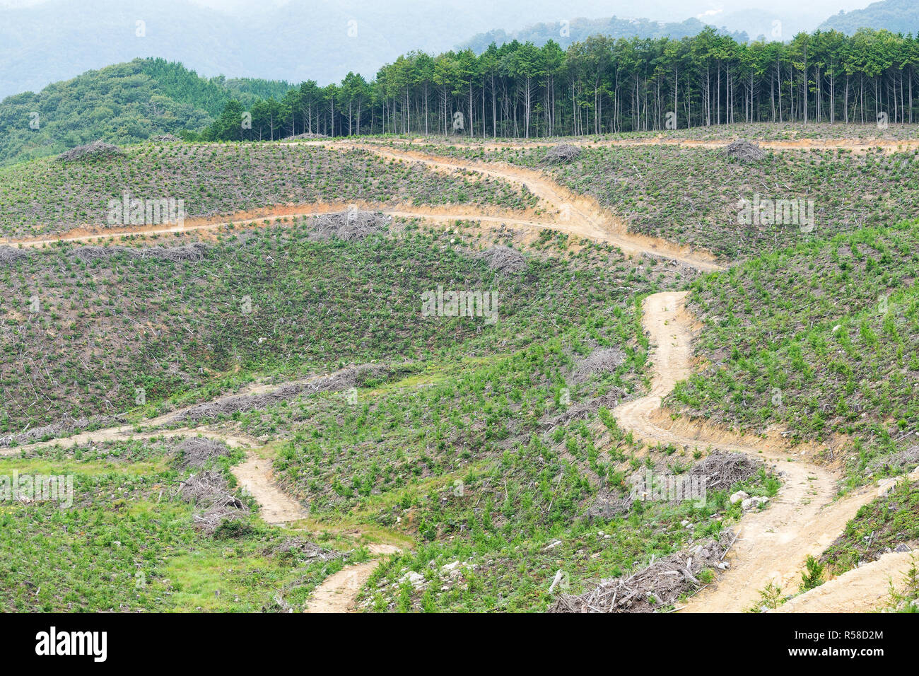 Forest and field Stock Photo - Alamy