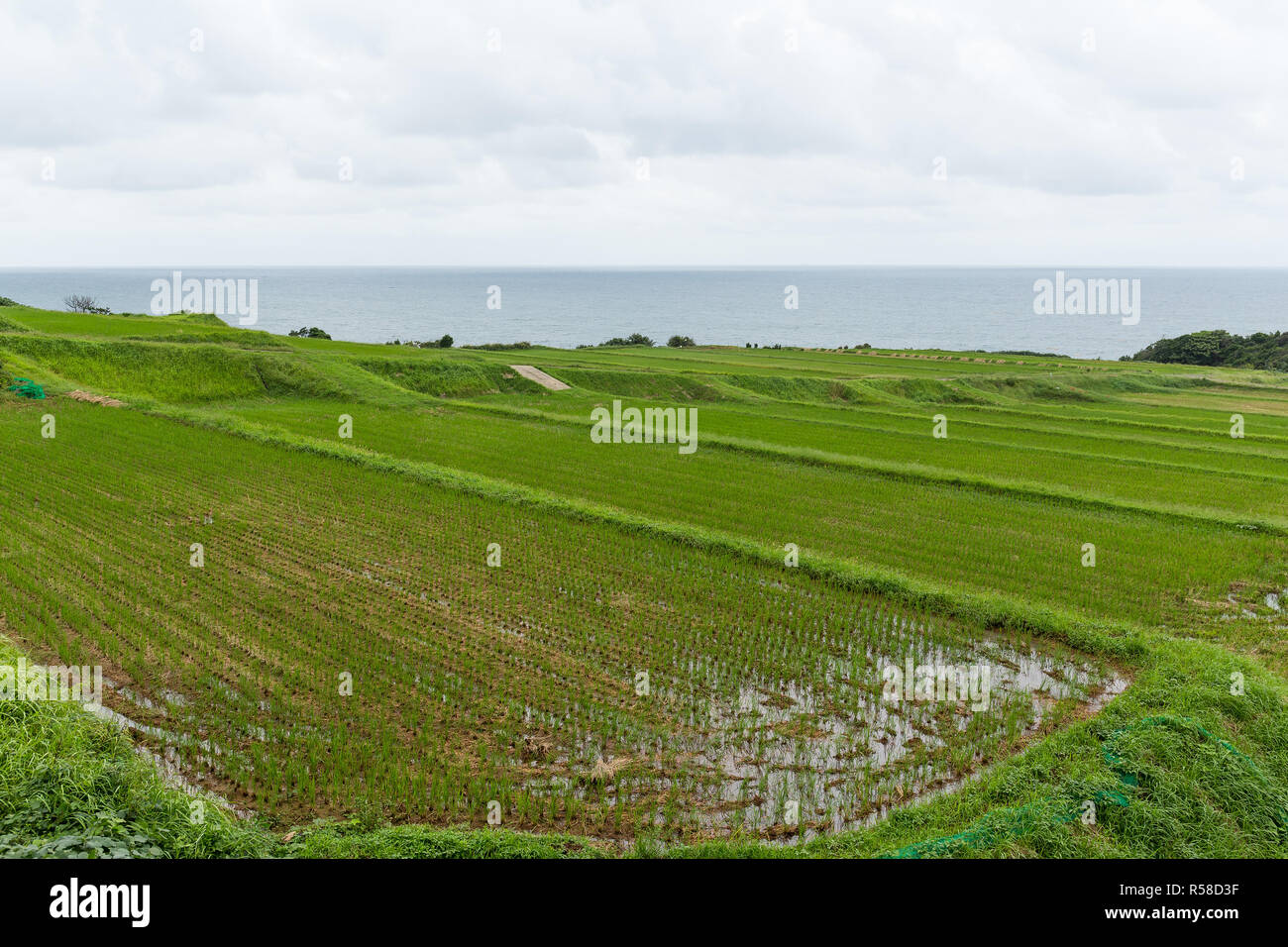 Paddy Rice field Stock Photo - Alamy
