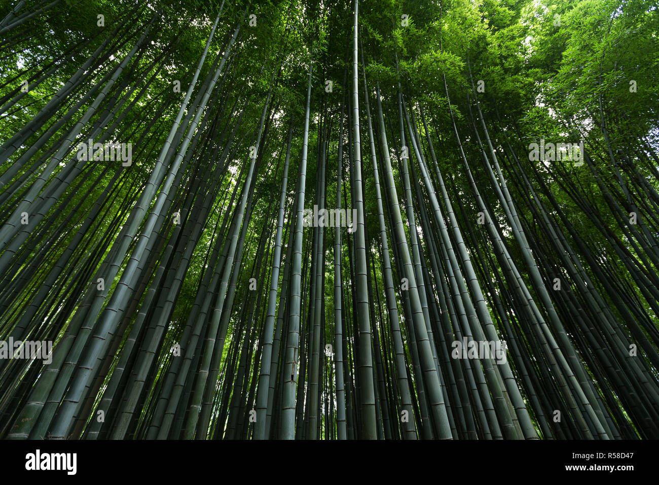 Japan bamboo forest Stock Photo - Alamy
