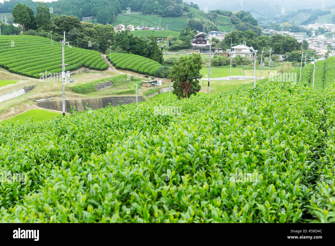 Hop tea hi-res stock photography and images - Alamy