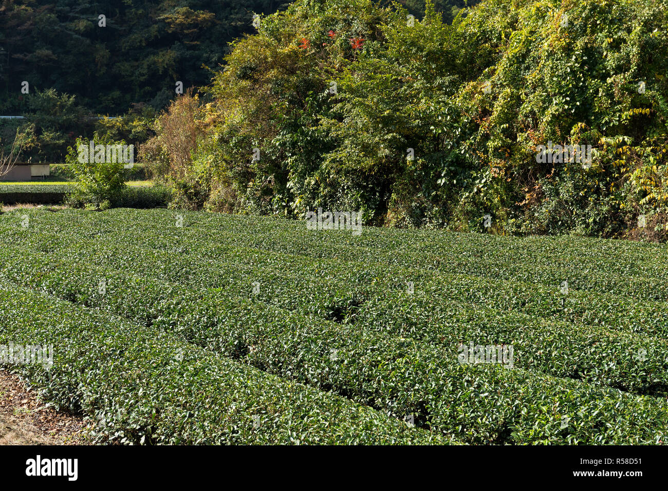 Green tea field Stock Photo - Alamy