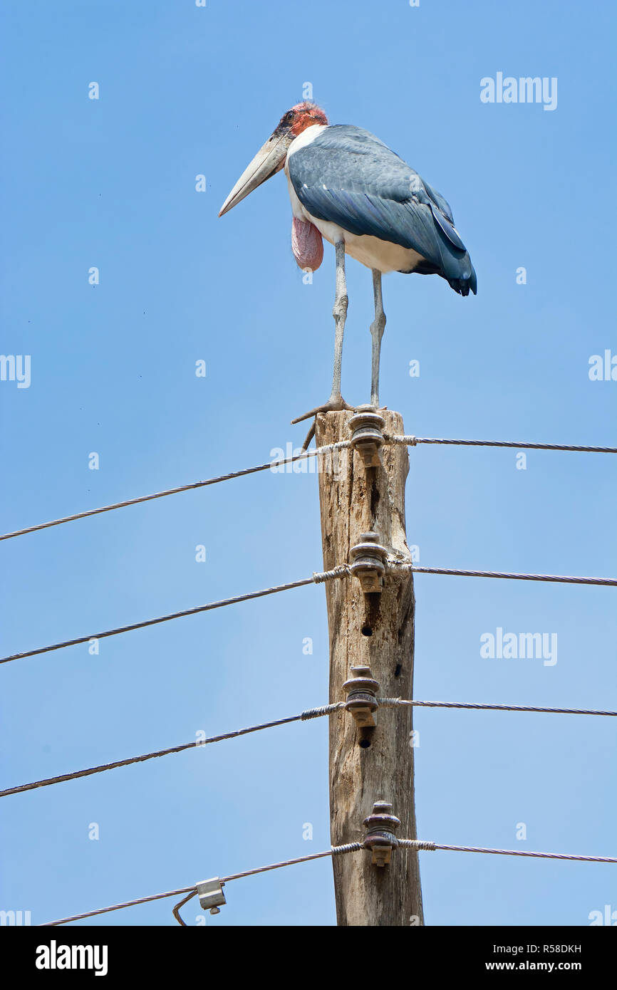 Marabou nairobi hi-res stock photography and images - Alamy