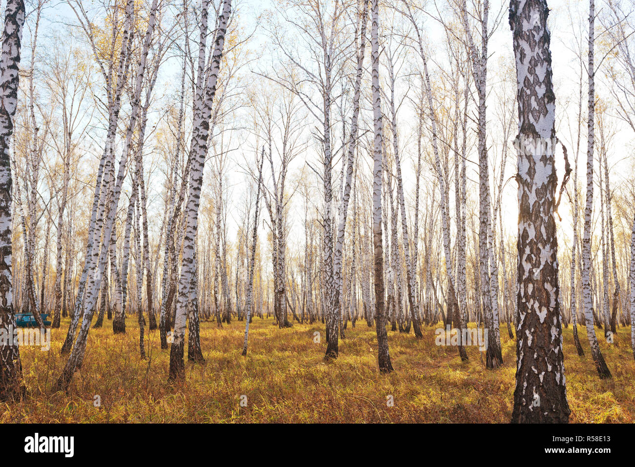 Autumn birch forest Stock Photo - Alamy