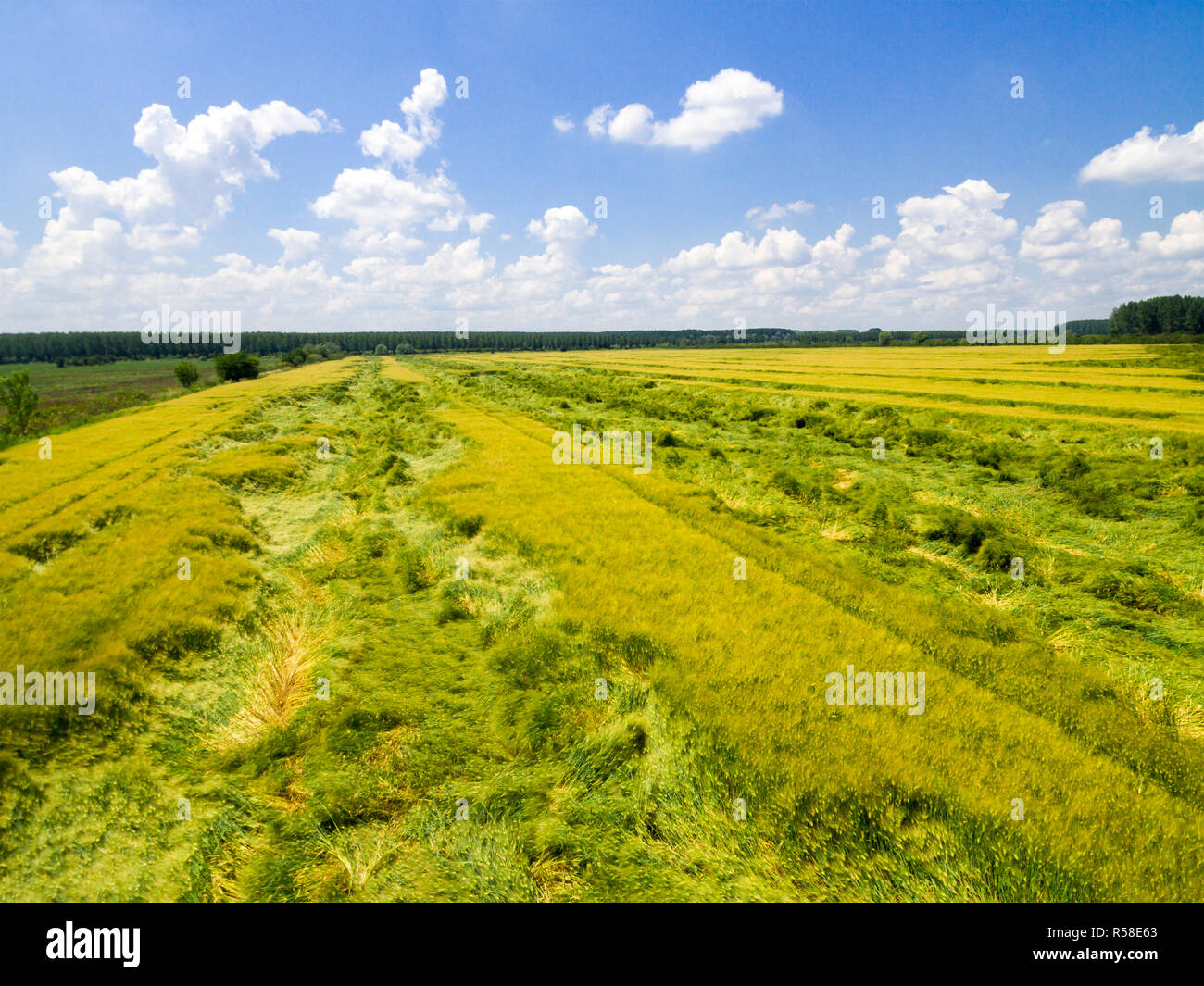 Aerial view of wheat field. Rural nanture form above Stock Photo - Alamy