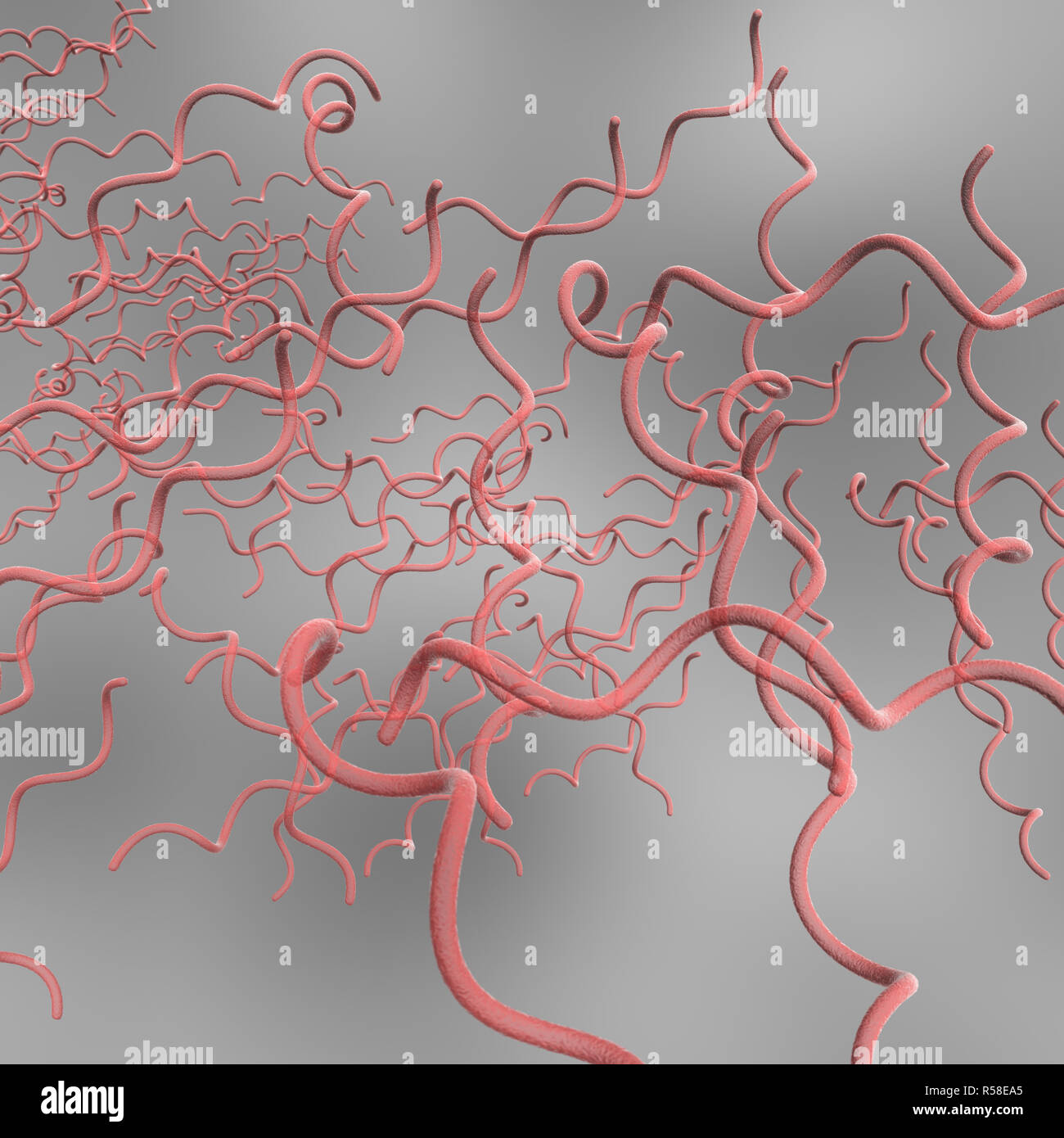 spiral bacteria in the body Stock Photo - Alamy