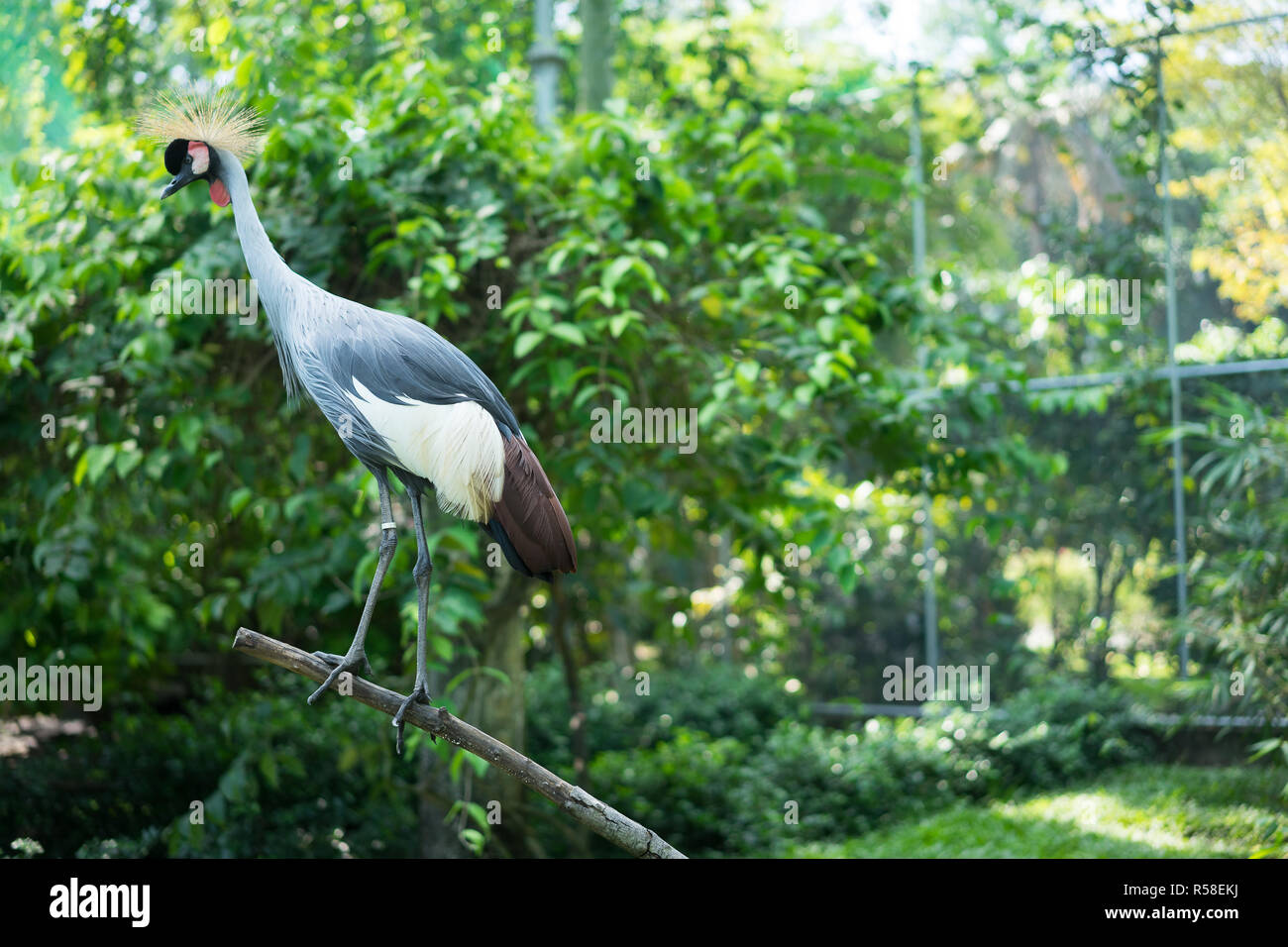Grey crane bird Stock Photo - Alamy