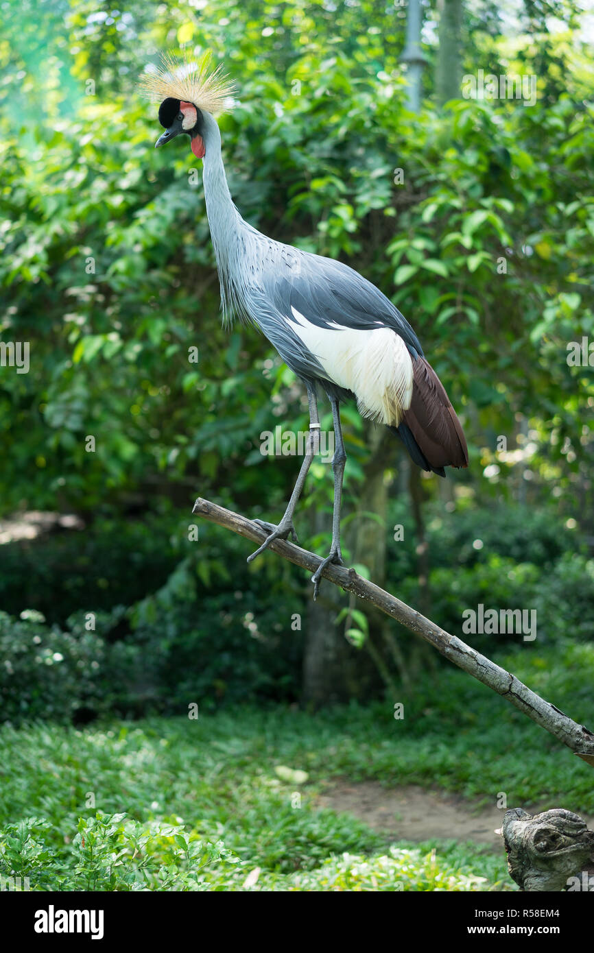 Grey crane hi-res stock photography and images - Alamy