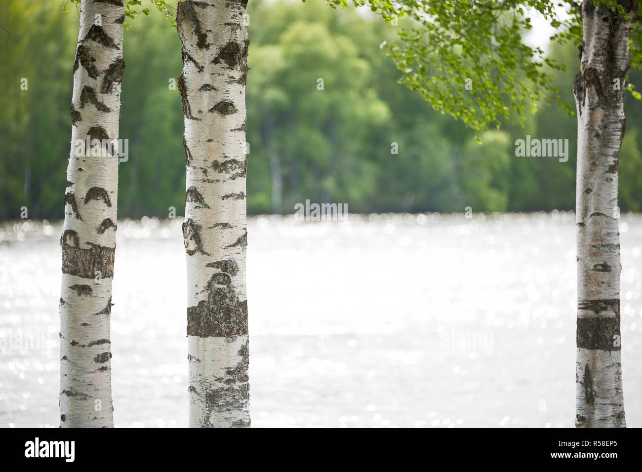 Two white birch tree trunks hi-res stock photography and images - Alamy
