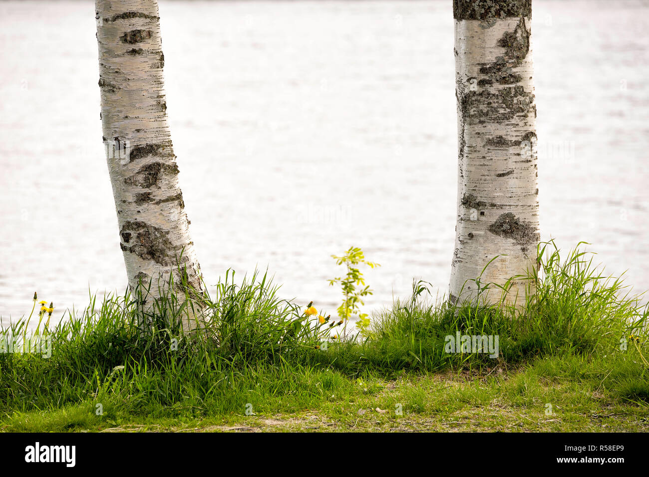Two white birch tree trunks hi-res stock photography and images - Alamy