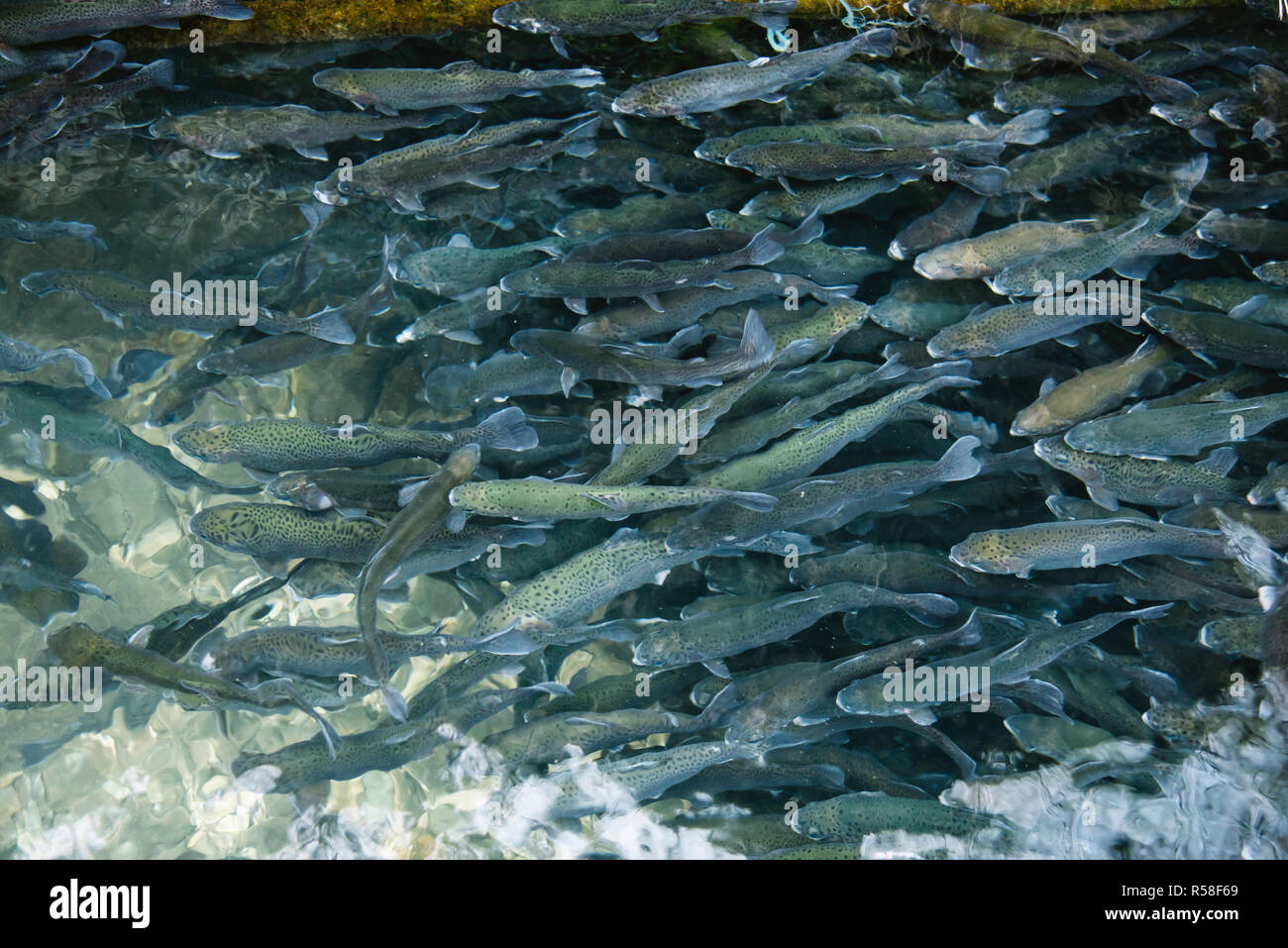 Pond fish farming hi-res stock photography and images - Alamy