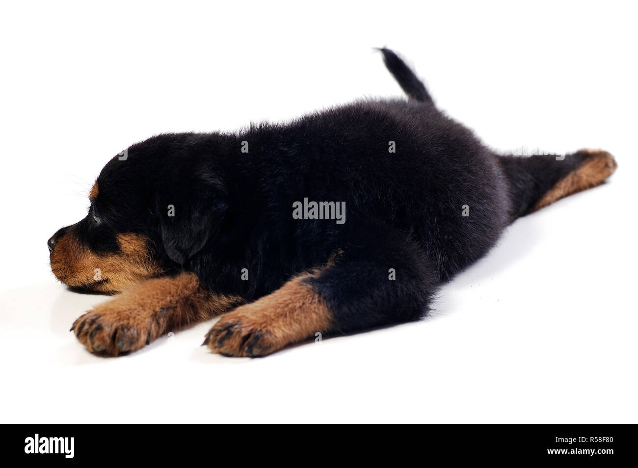 Cute Rottweiler Puppy Stock Photo - Alamy