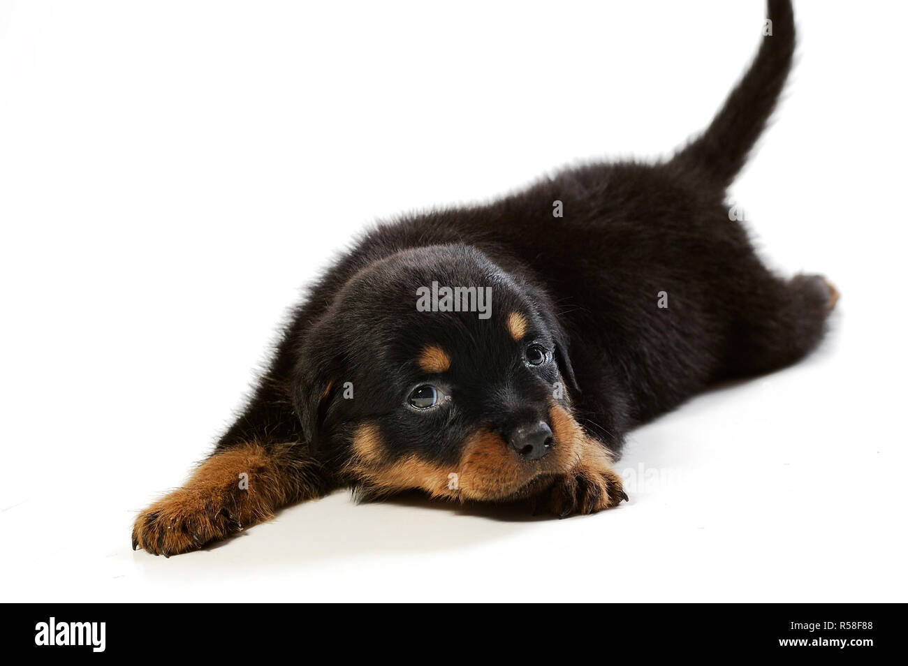 Cute Rottweiler Puppy Stock Photo - Alamy