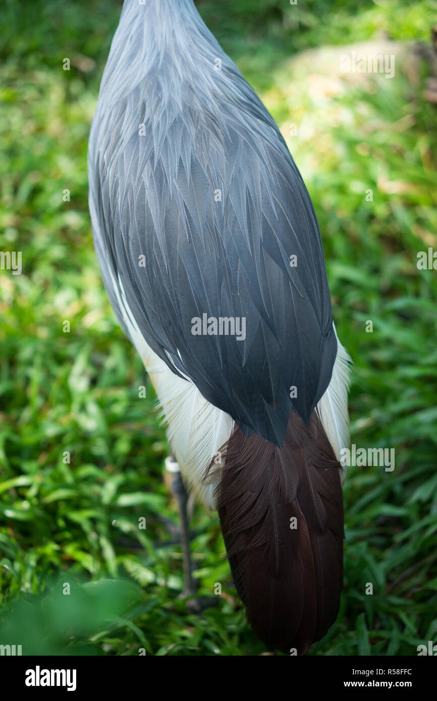 Grey crane bird Stock Photo - Alamy