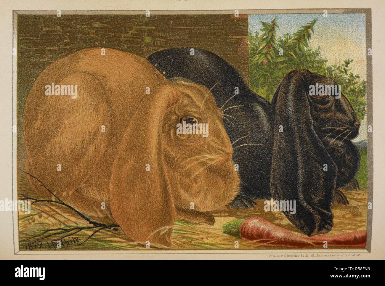 1880 81 hi-res stock photography and images - Alamy