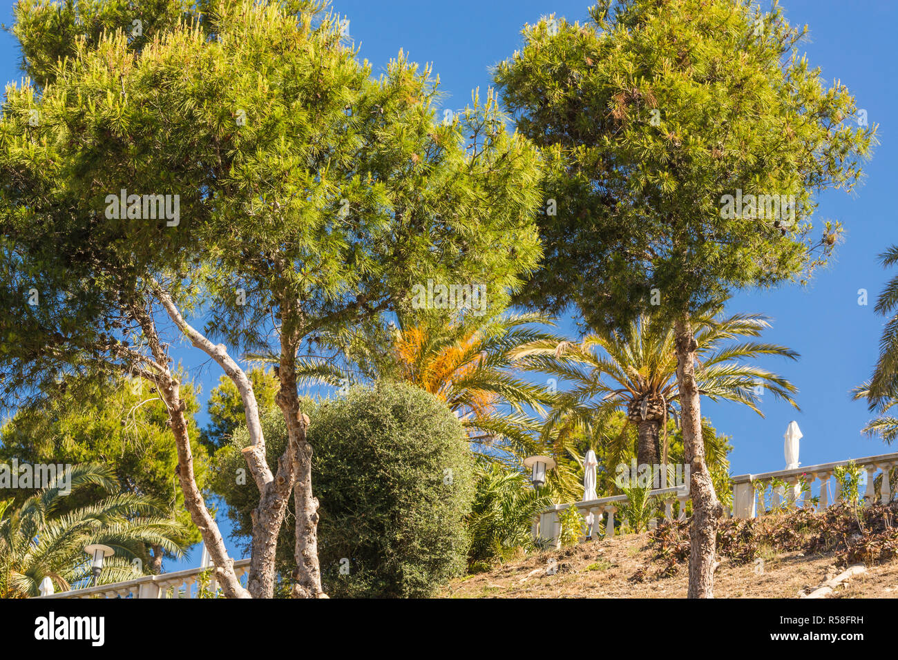 pine forest in spain Stock Photo - Alamy