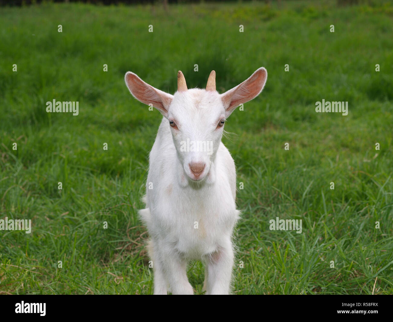 A white baby goat against grass Stock Photo - Alamy