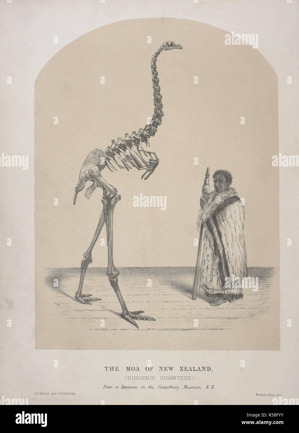 The moa of New Zealand. (Dinornis Giganteus.). A History of the Birds ...