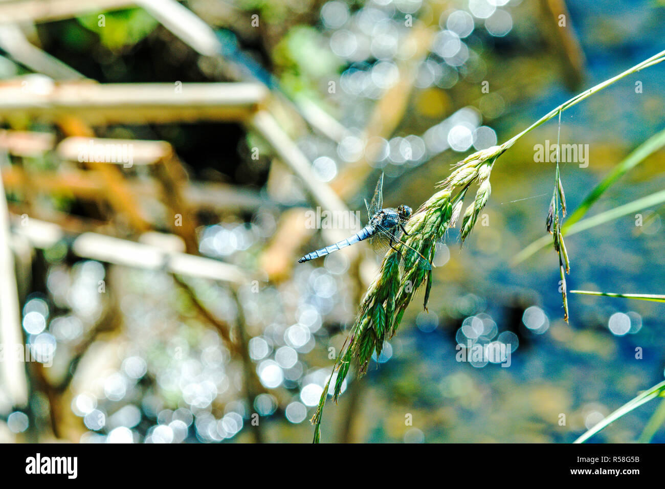 large blue arrowhead,sitting on blade of grass at the pond Stock Photo ...