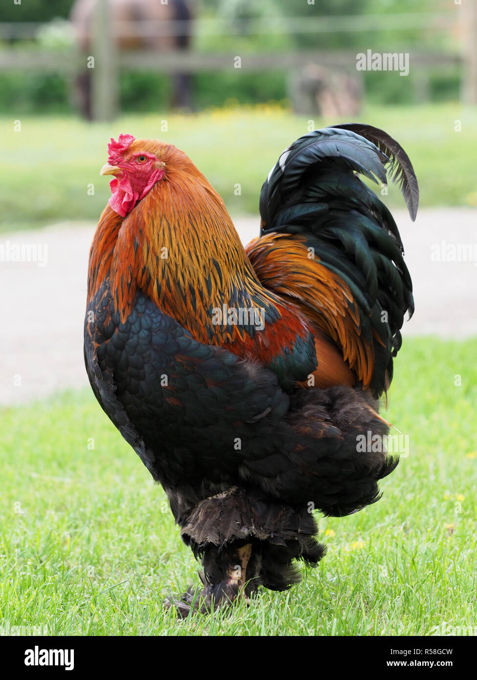 Large rooster hi-res stock photography and images - Alamy