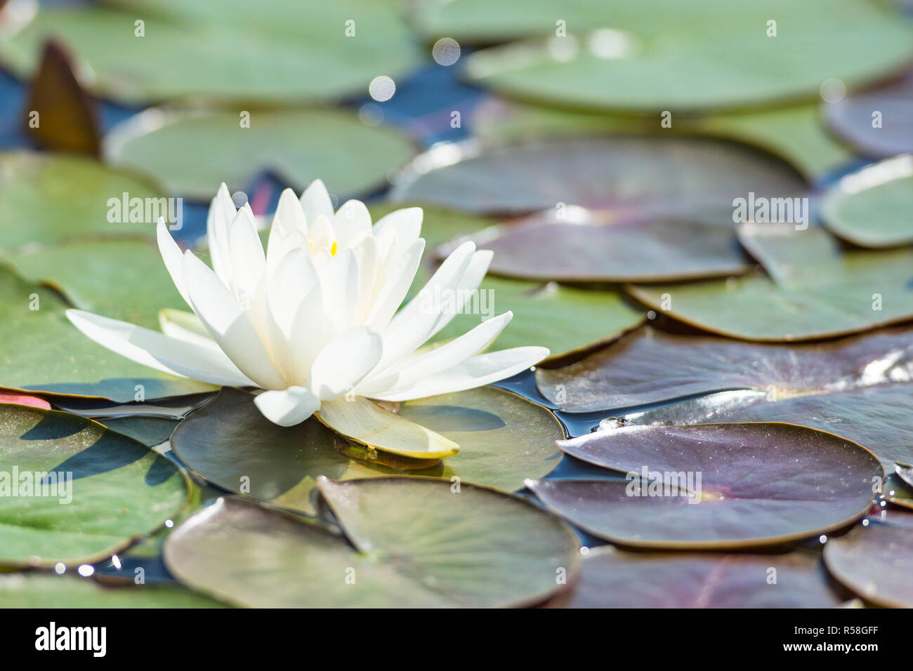 Backlit sunlight white water lily single flower Stock Photo - Alamy