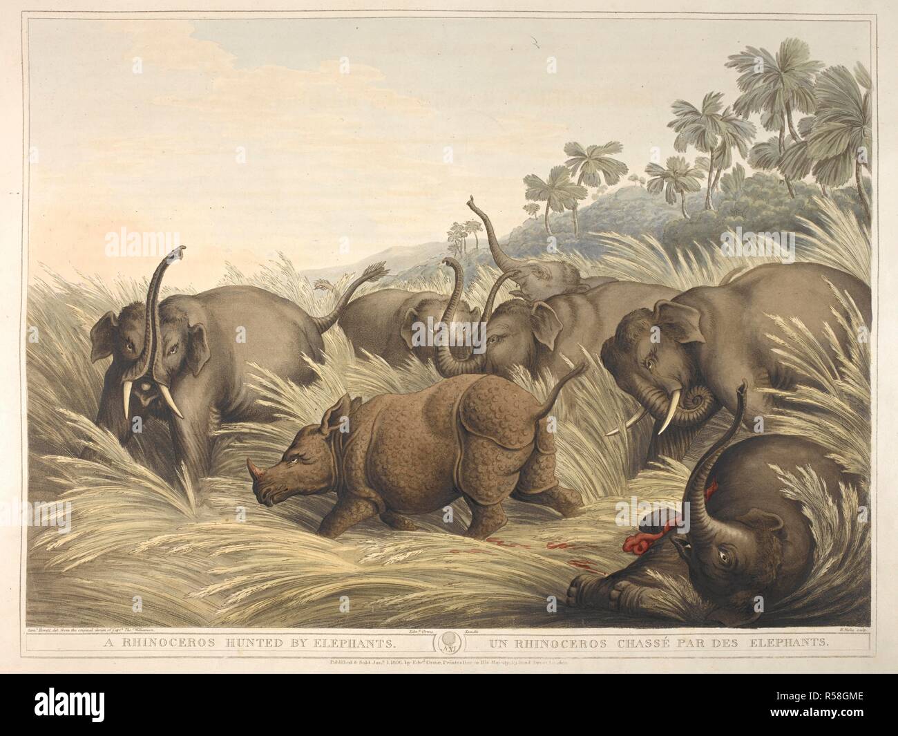 Undomesticated animals hi-res stock photography and images - Alamy