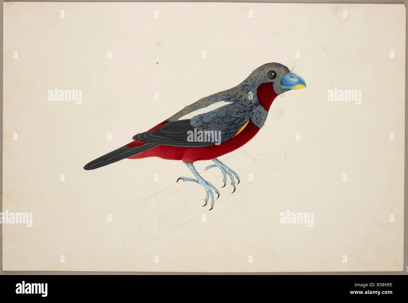 Black and Red Broadbill. c.1824. Black and Red Broadbill ...