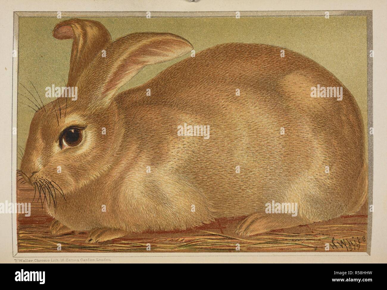 A rabbit. The Book of the Rabbit, giving the history, variations, uses ...