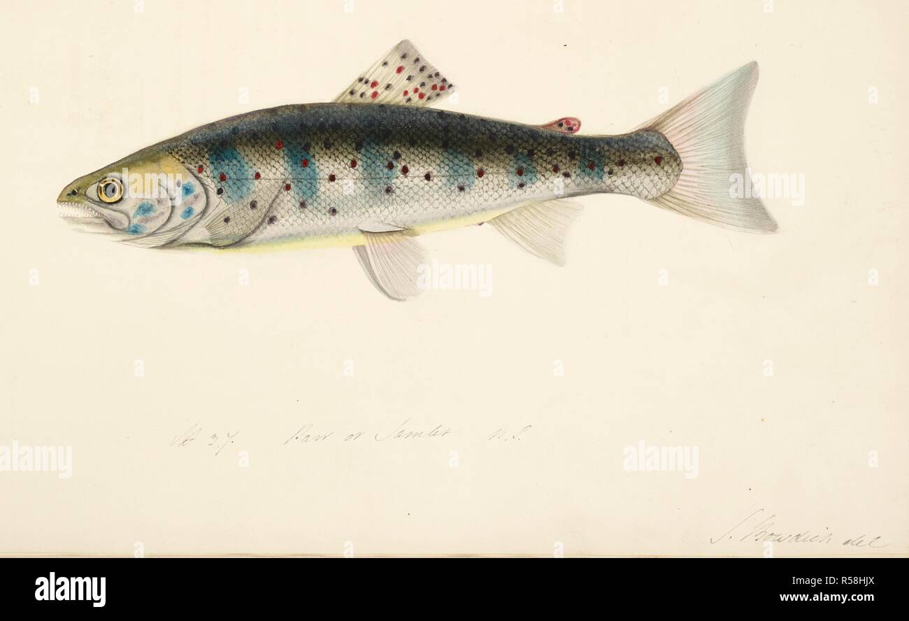 Salmon parr hi-res stock photography and images - Alamy