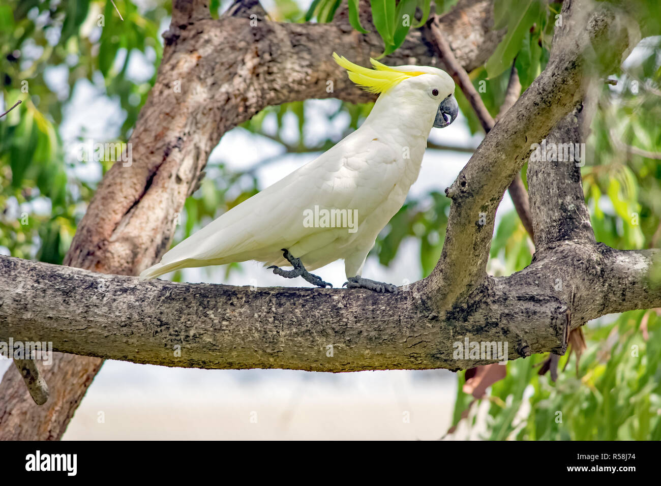 White cockatoo hi-res stock photography and images - Alamy