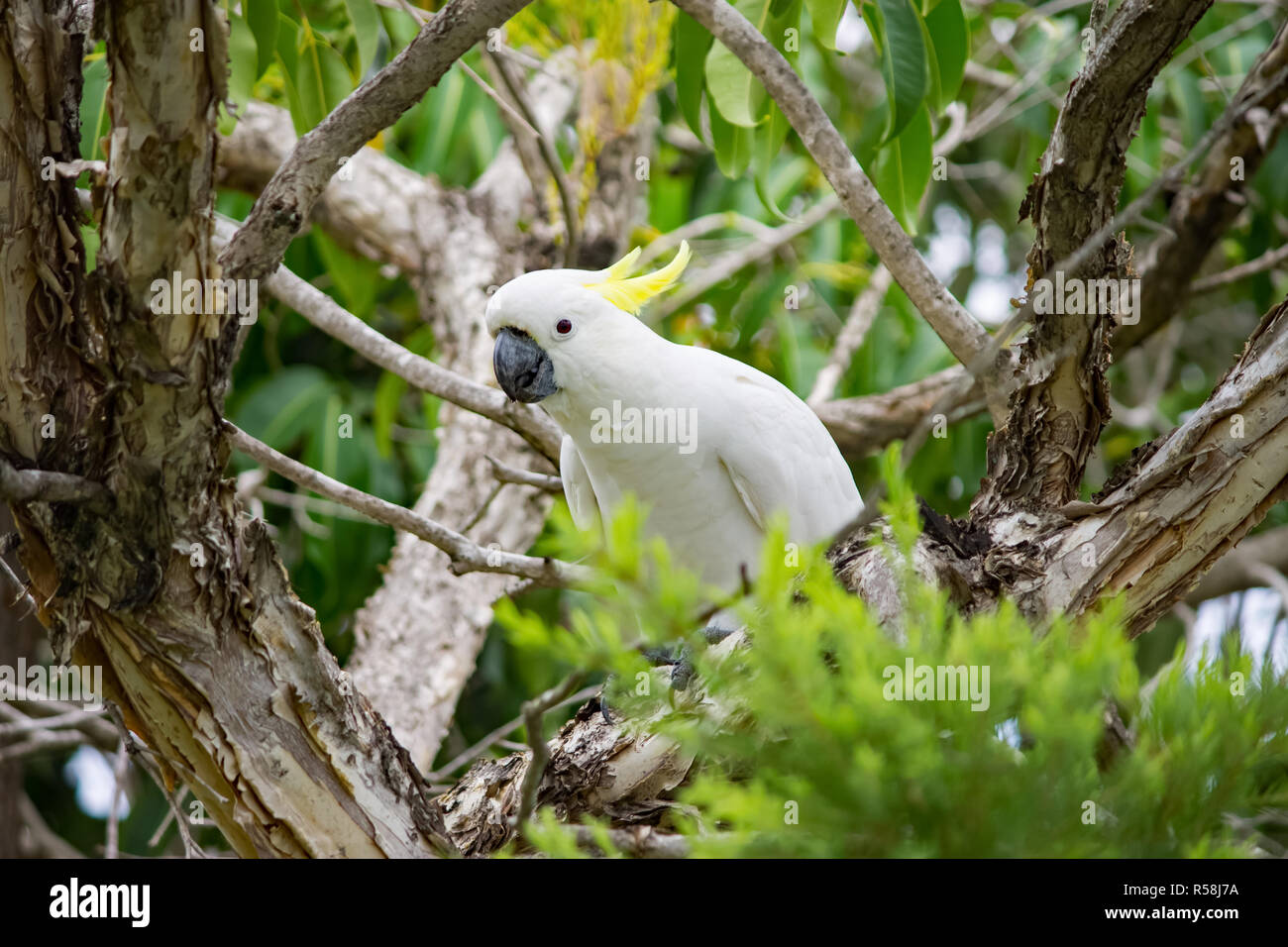 White cockatoo hi-res stock photography and images - Alamy