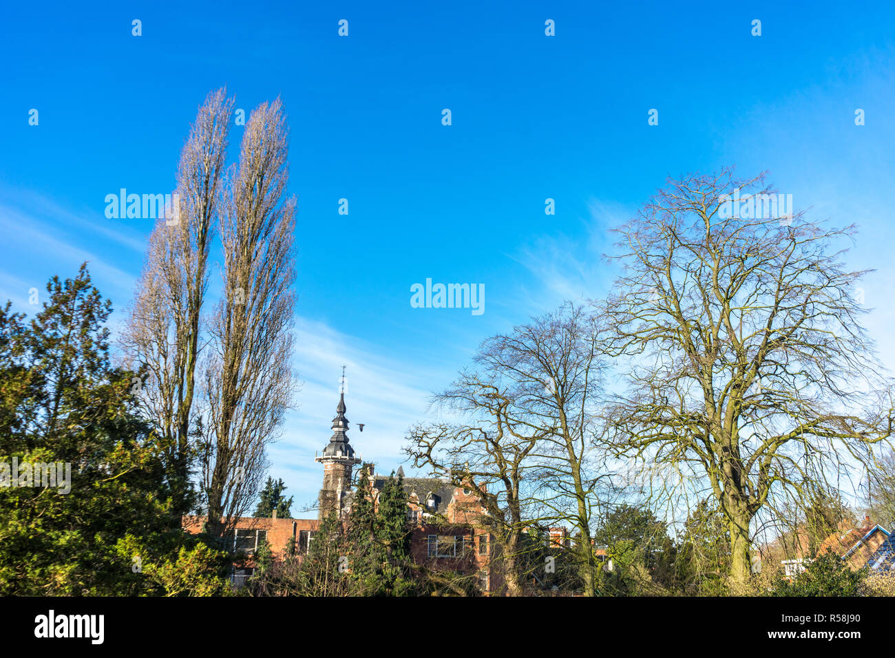 Europe, Belgium, Bruges, a large tree in a forest Stock Photo - Alamy