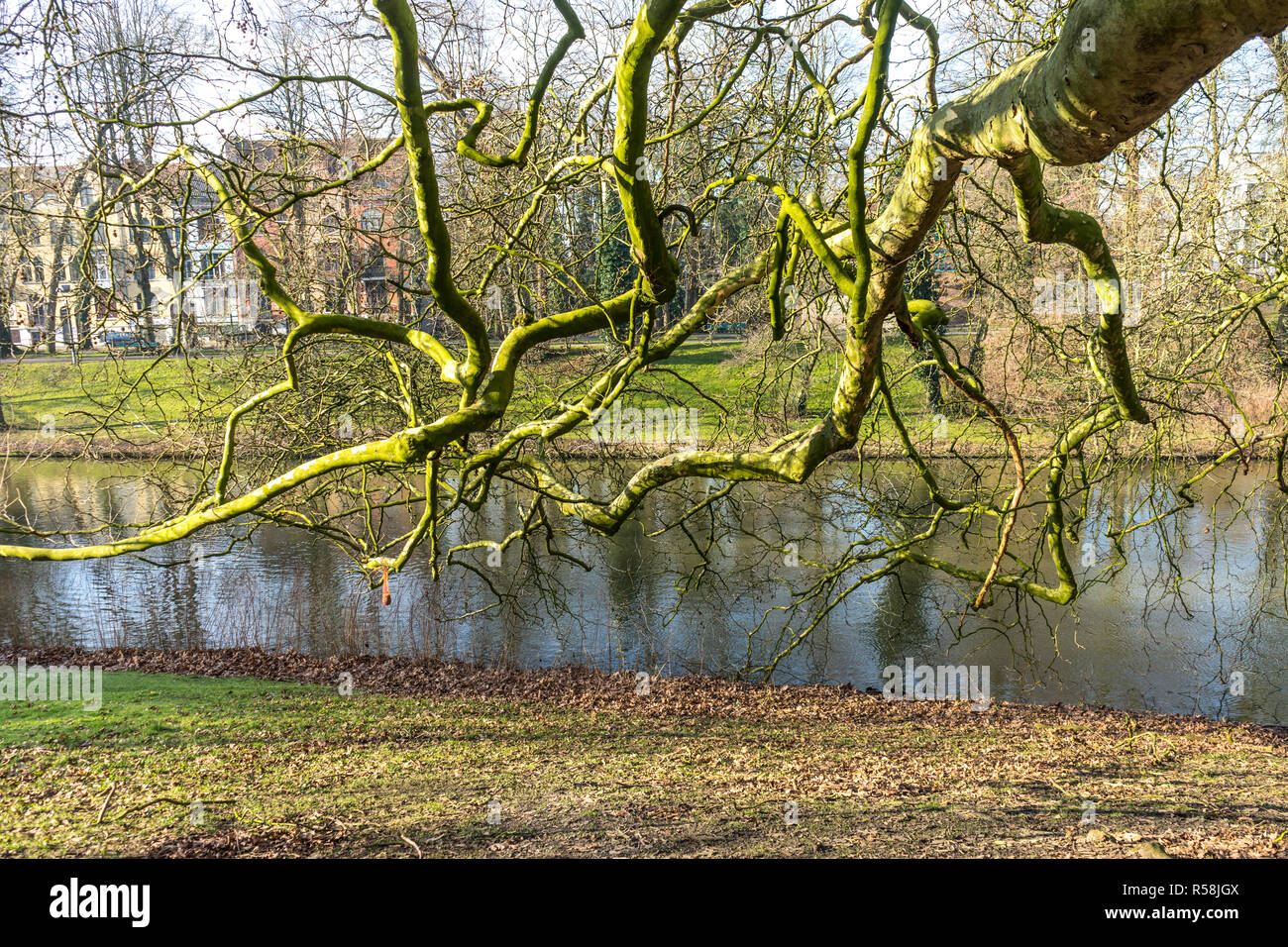 Bruges forest hi-res stock photography and images - Alamy