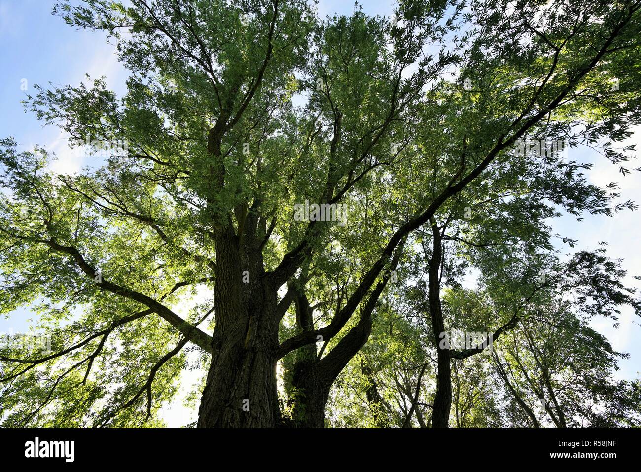 very large pasture Stock Photo - Alamy