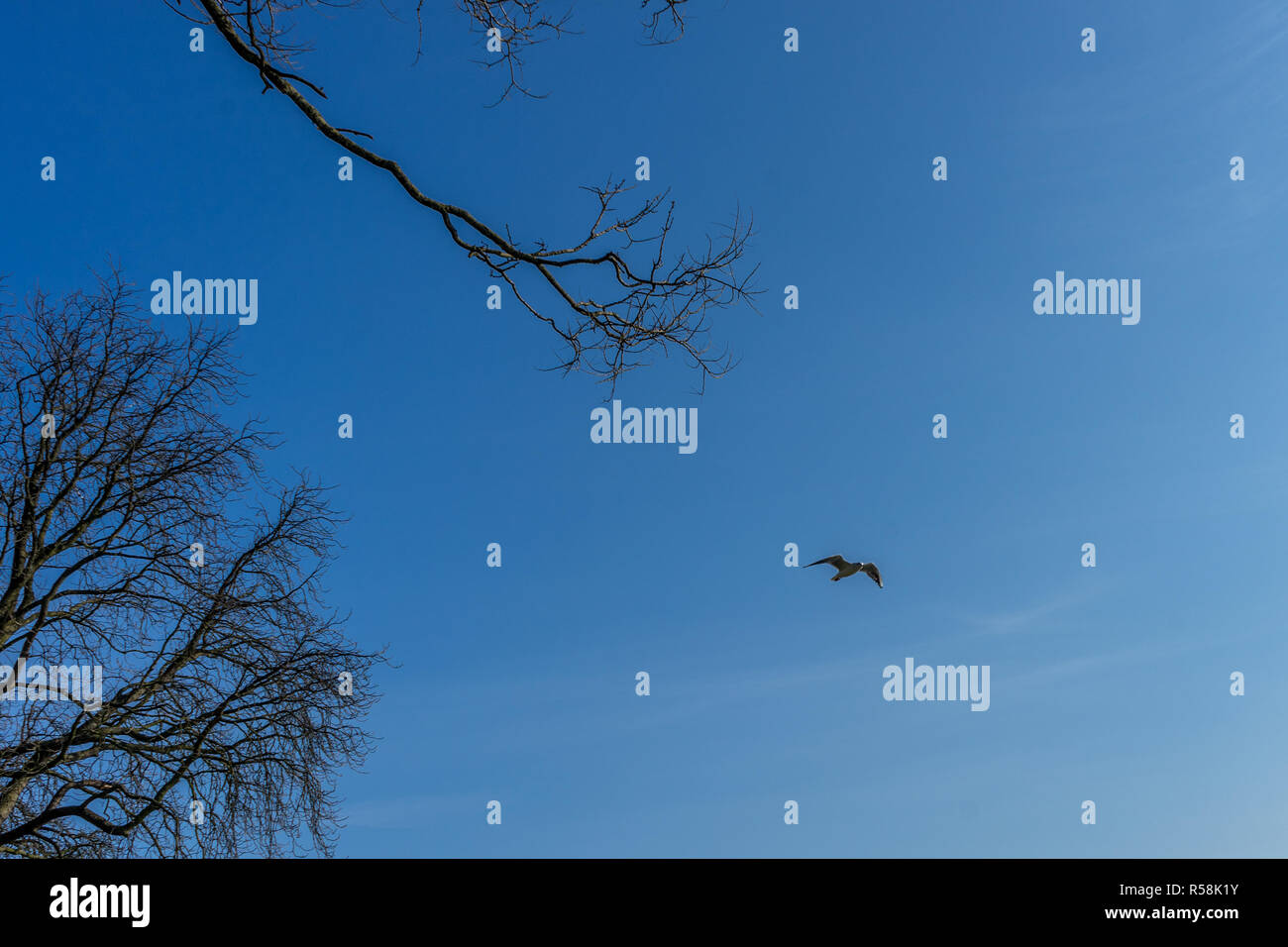 Bird flying over a tree hi-res stock photography and images - Alamy