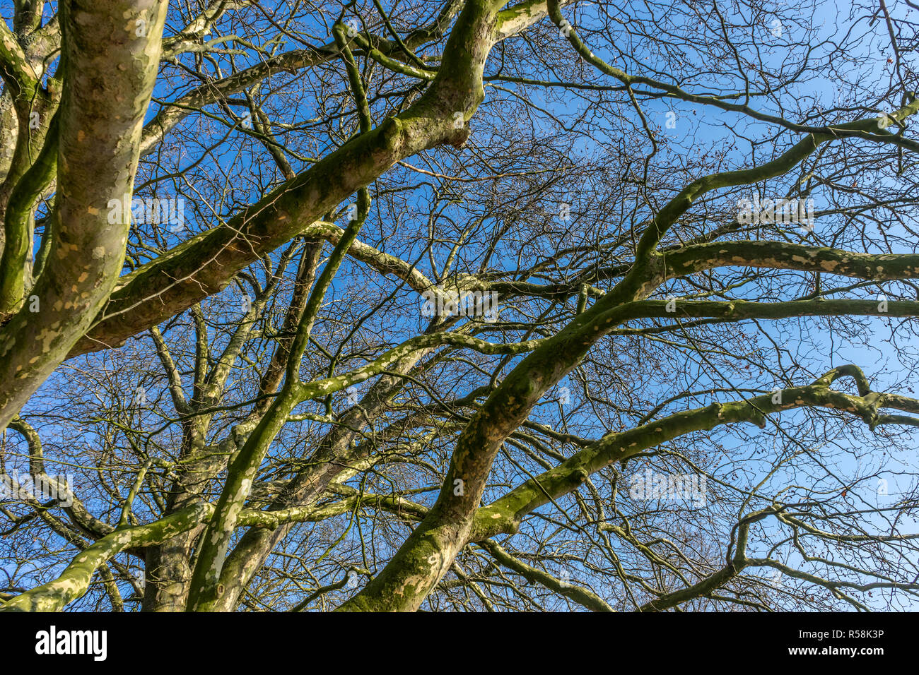 Vegetation of belgium hi-res stock photography and images - Alamy