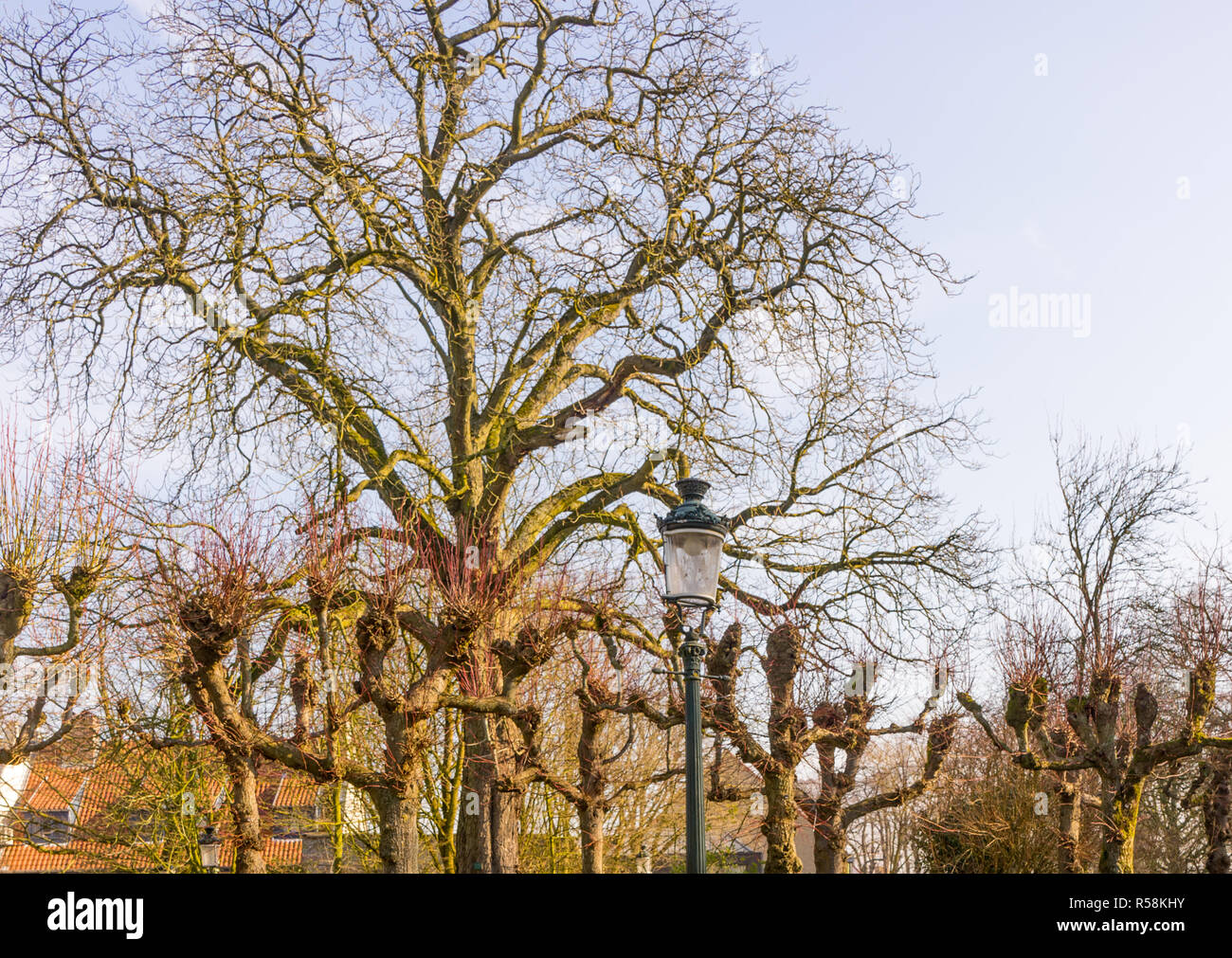 Bruges forest hi-res stock photography and images - Alamy