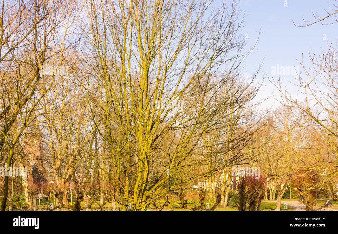 Belgium, Bruges, old barren tree Stock Photo - Alamy