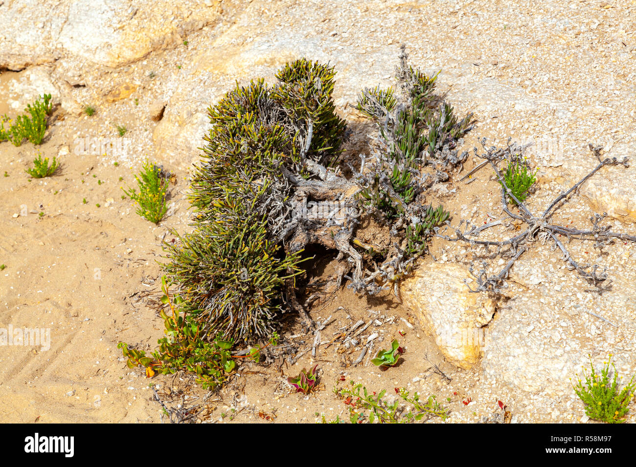 Desolation With Only A Few Hardy Plants In The Arid Namib Desert On The Skeleton Coast Of