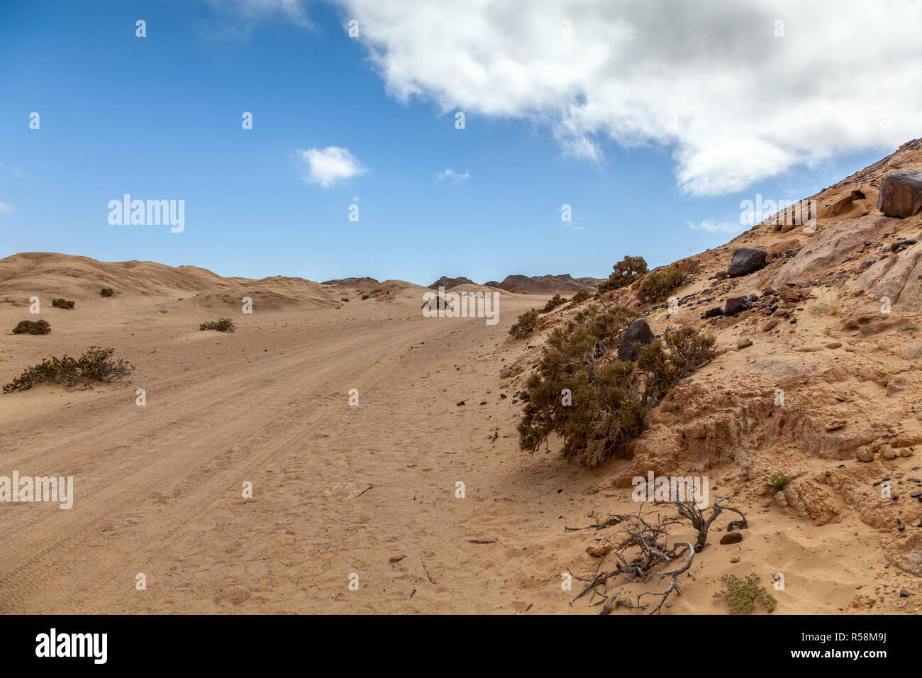 Desolation With Only A Few Hardy Plants In The Arid Namib Desert On The Skeleton Coast Of