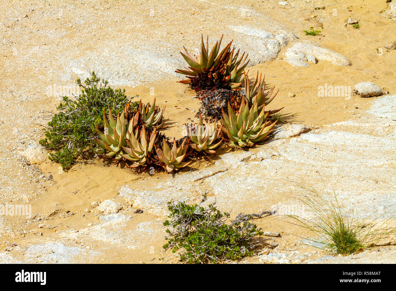Desolation With Only A Few Hardy Plants In The Arid Namib Desert On The Skeleton Coast Of