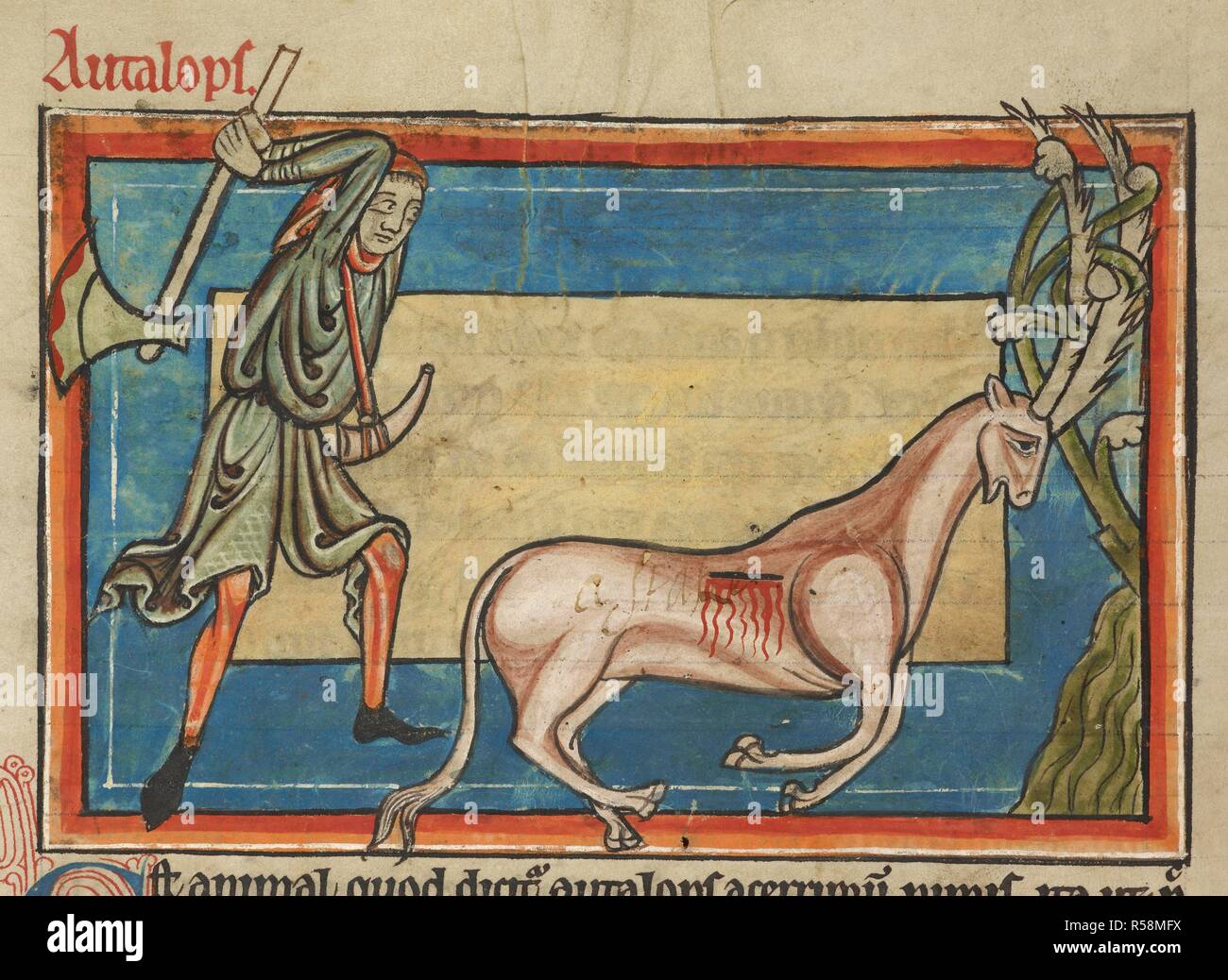 Hunter kills antelope. Bestiary. England (Salisbury?); 1230-1240 ...