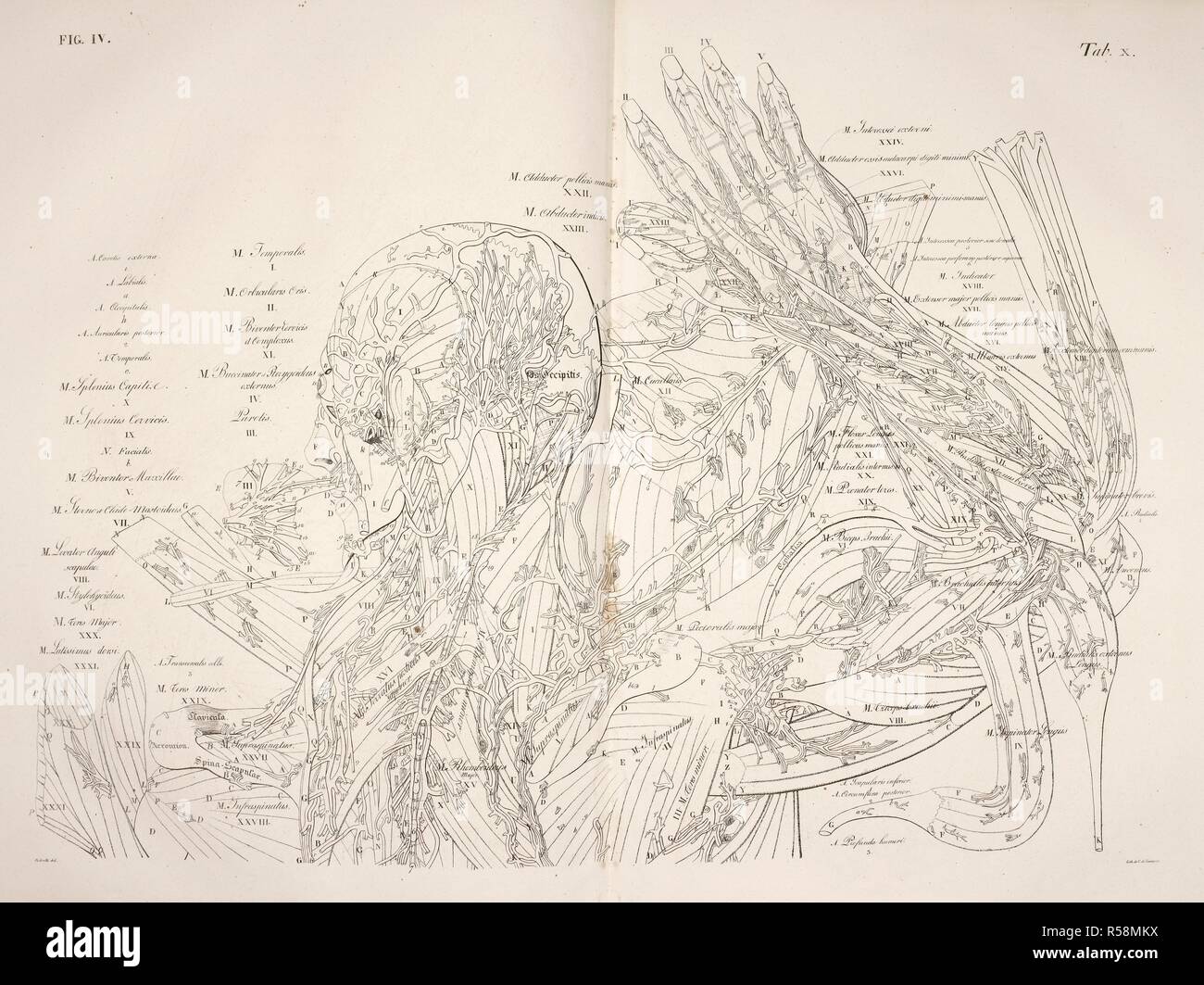 Anatomical drawing. Muscular system. Head, shoulders, arm. Planches ...