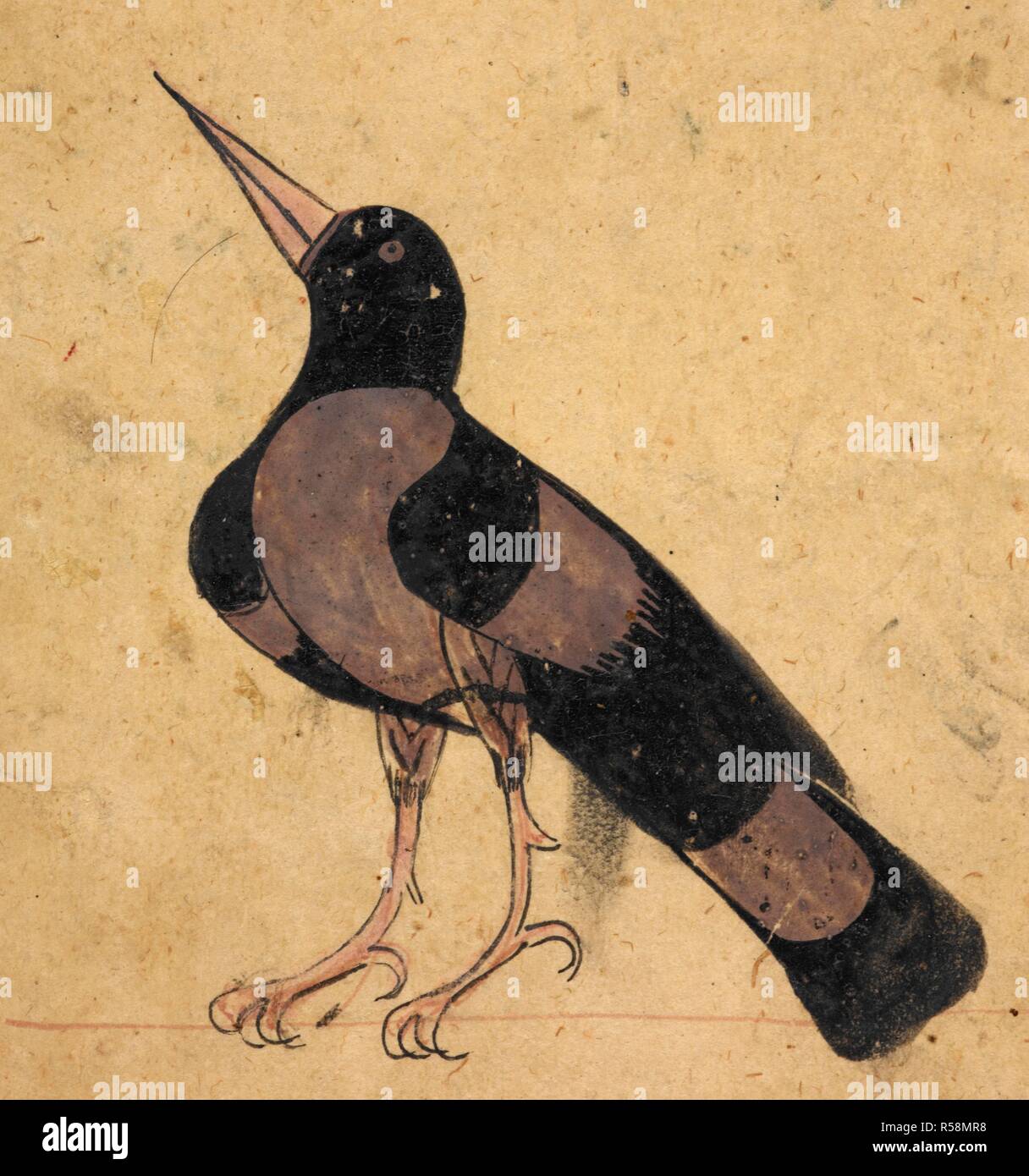 Raven. Kitab Na't al-hayawan (book of the characteristics of animals ...